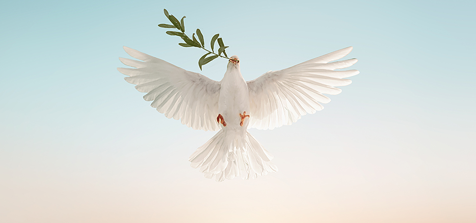 Diocese of Parramatta to hold prayer service for peace - Catholic Outlook