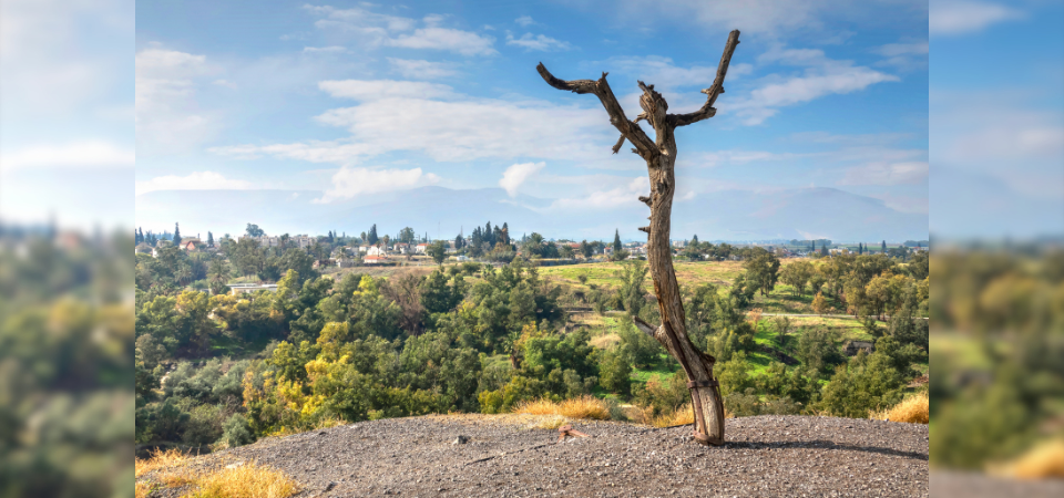 The Lynching Tree And Christ: Solidarity With The Victims - Catholic ...